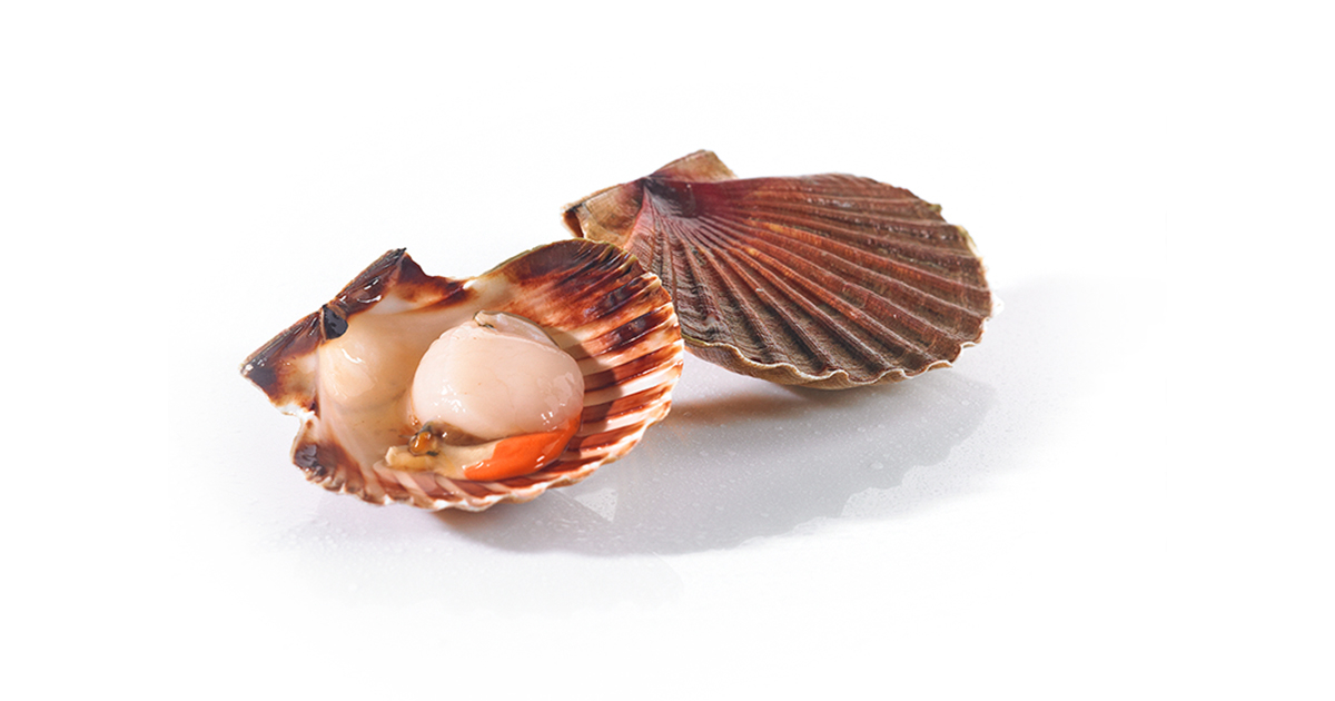 Fresh Scallops St. Jacques | 🦆The Bow Tie Duck Manila