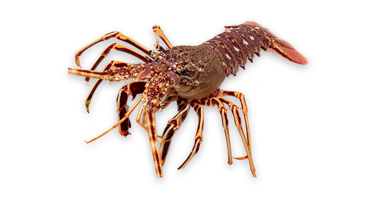 Fresh Spiny Lobster (Langouste Rouge Royale from France) | 🦆The Bow Tie ...