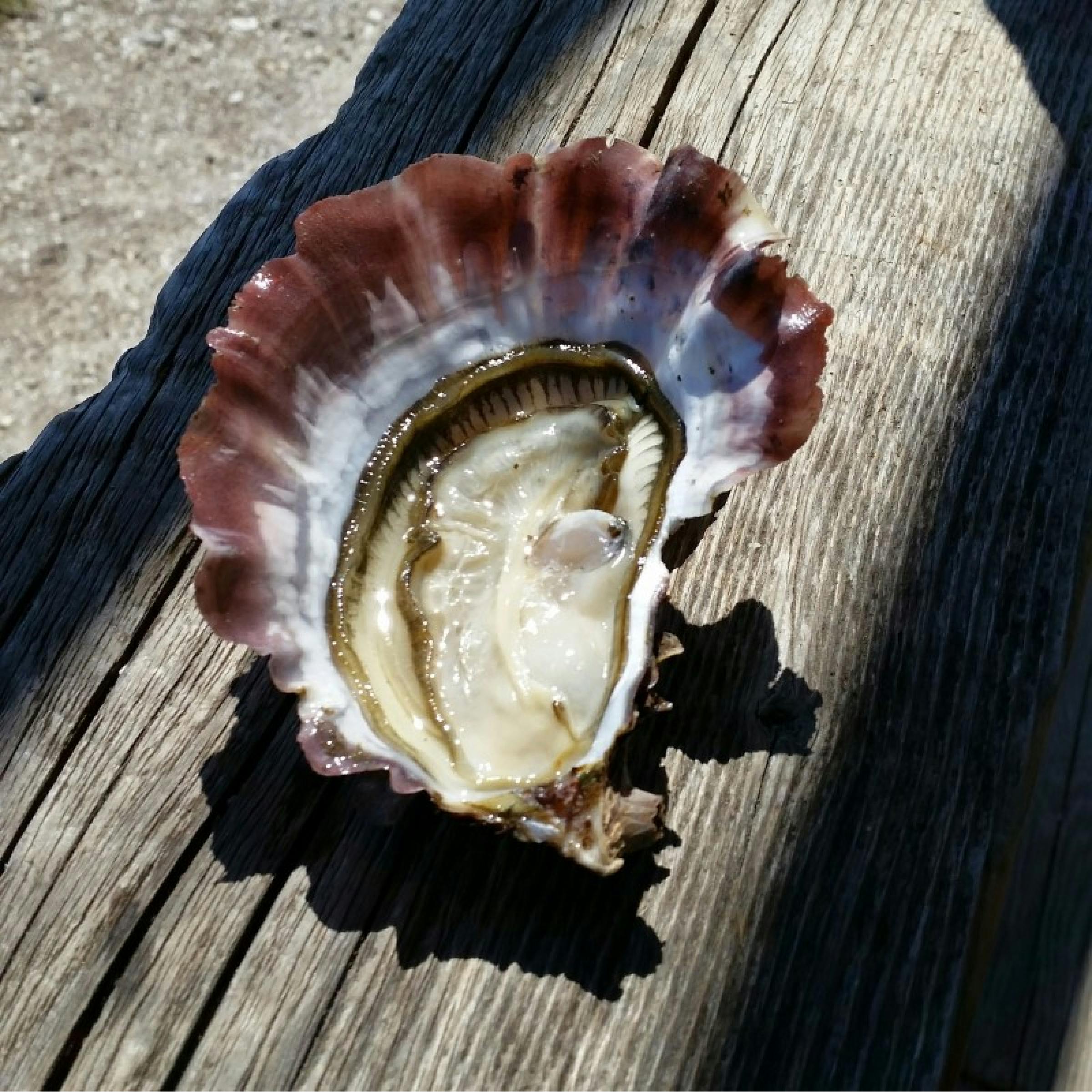 Tarbouriech Pink Oysters Tarboureich Speciale from France | 🦆The Bow ...