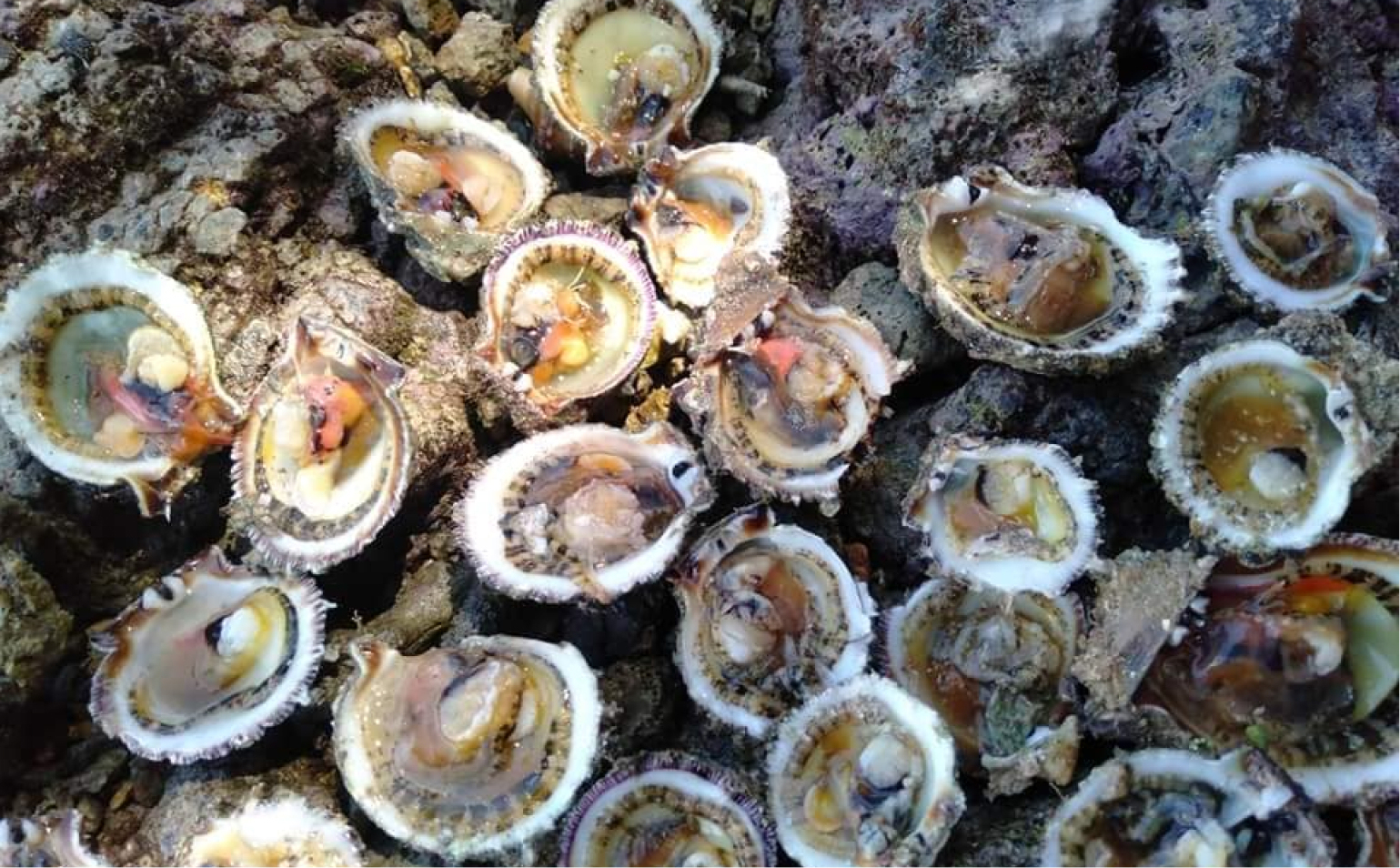 Oysters 101: Getting to Know an International Delicacy | 🦆The Bow Tie ...